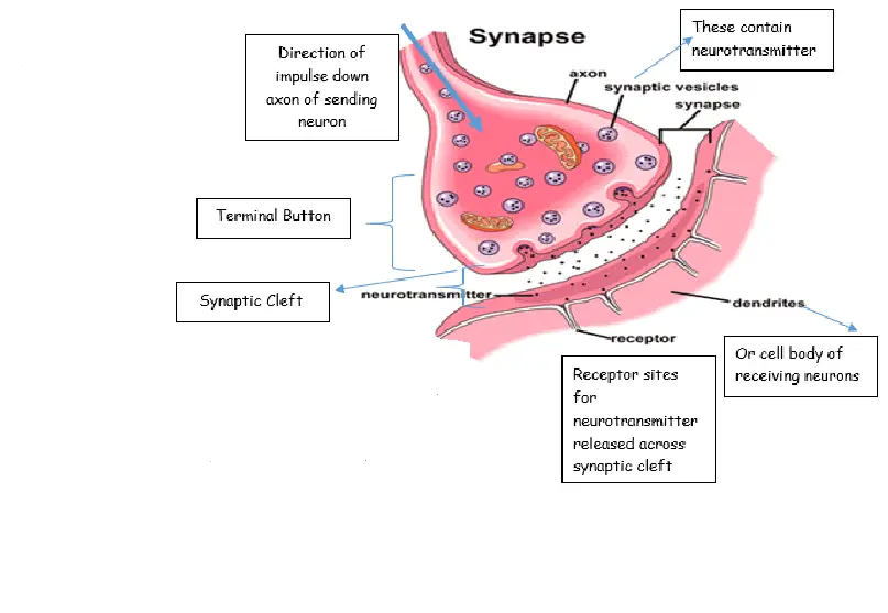 The Process of Synaptic Transmission - Psychology Hub The Process of Synaptic Transmission - Psychology Hub